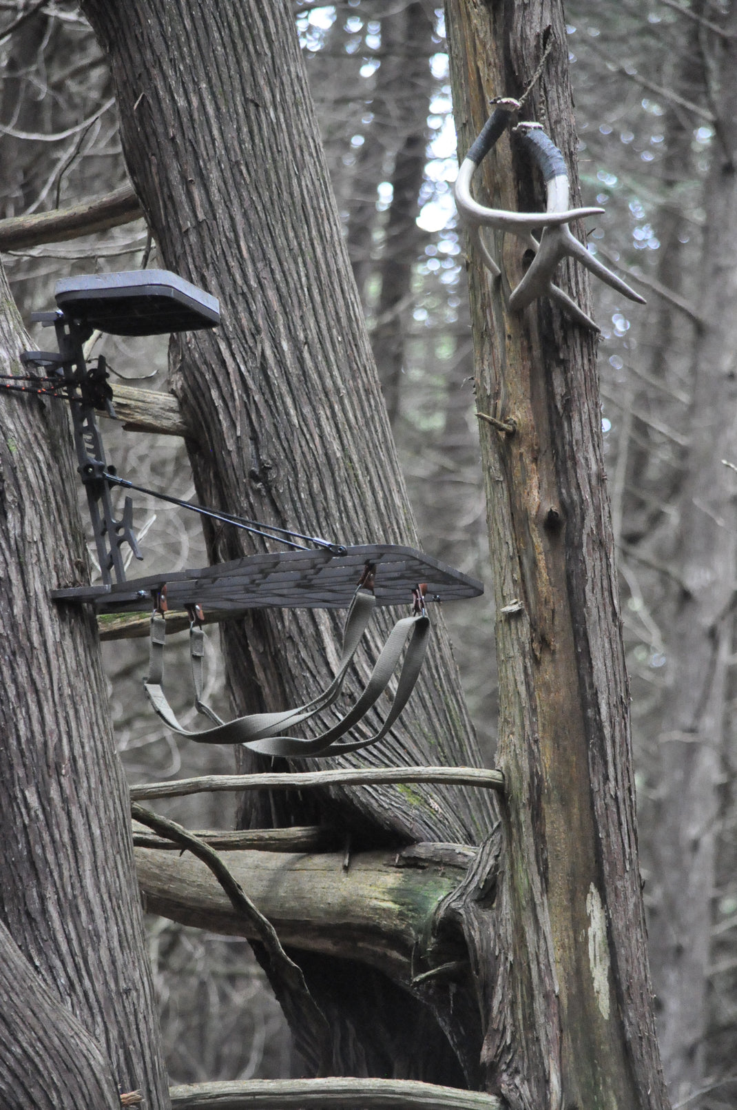 Hitch Treestands